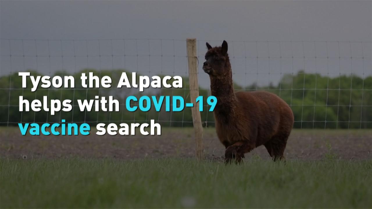 Alpaca antibodies in the fight against COVID-19 - CGTN