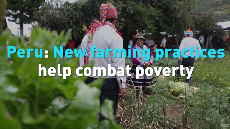 Peru: New farming practices help combat poverty - CGTN