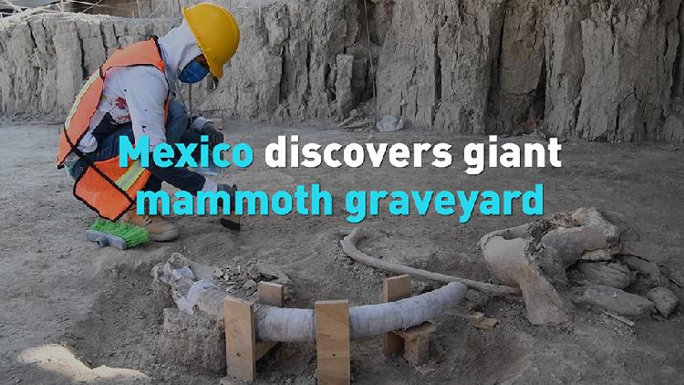 Mexico discovers giant mammoth graveyard - CGTN