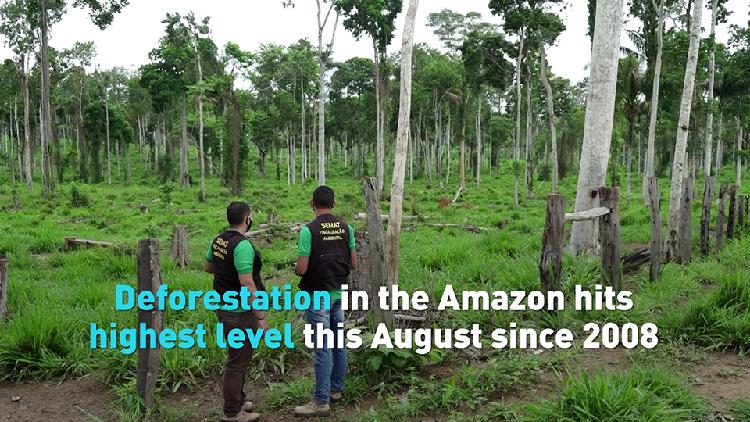 Deforestation in the Amazon hits highest level this August since 2008 ...