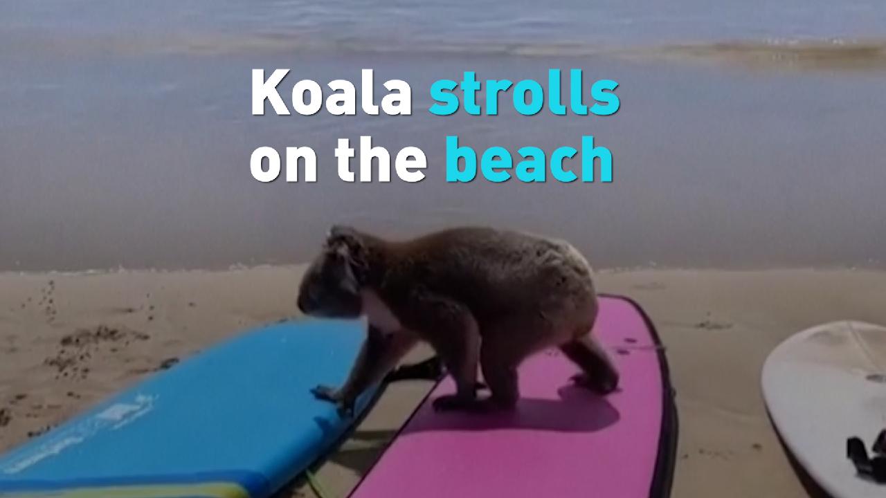Koala takes a stroll onto Australian beach - CGTN