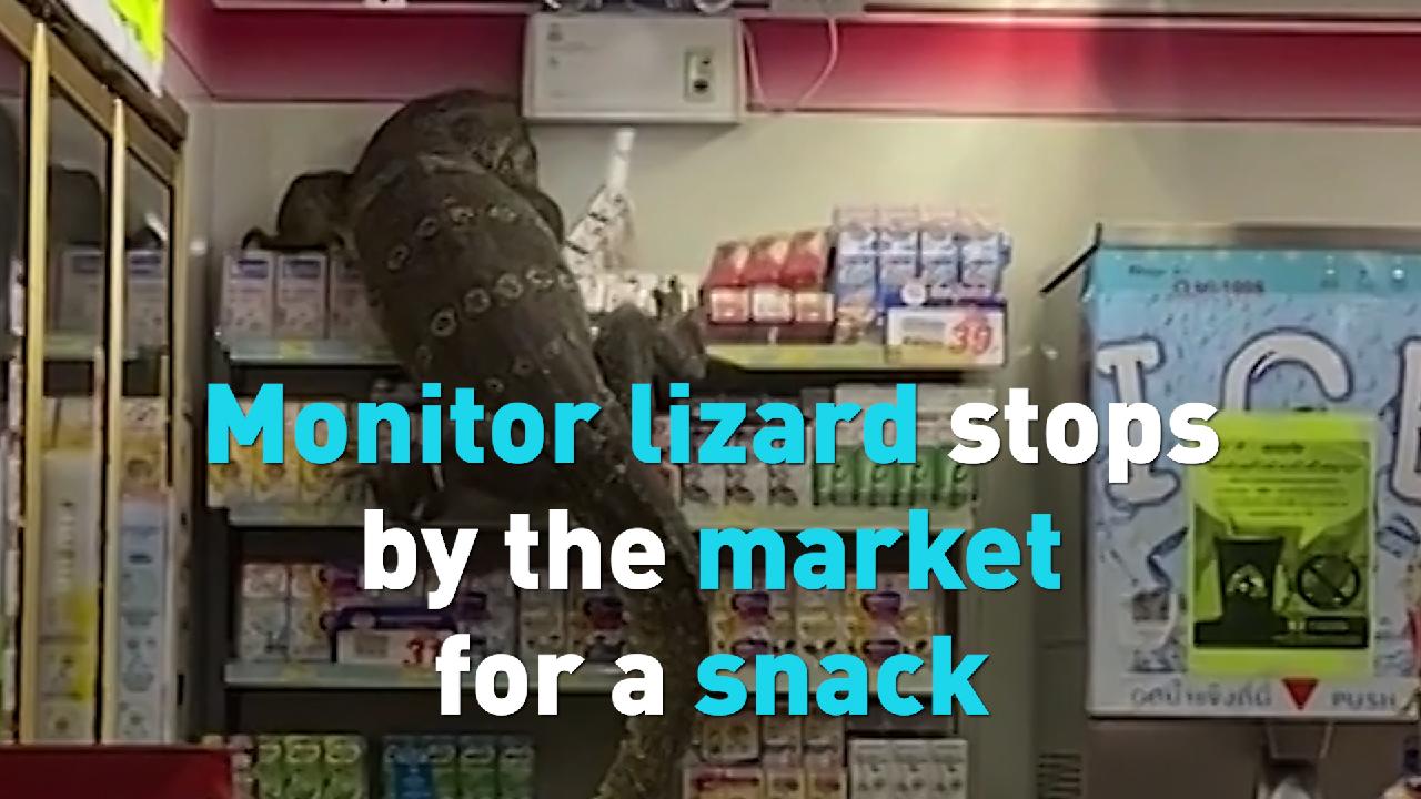 Monitor lizard climbs shelves in supermarket - CGTN