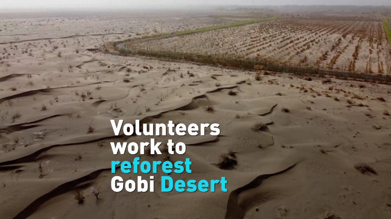 Chinese volunteers work to reforest Gobi Desert - CGTN