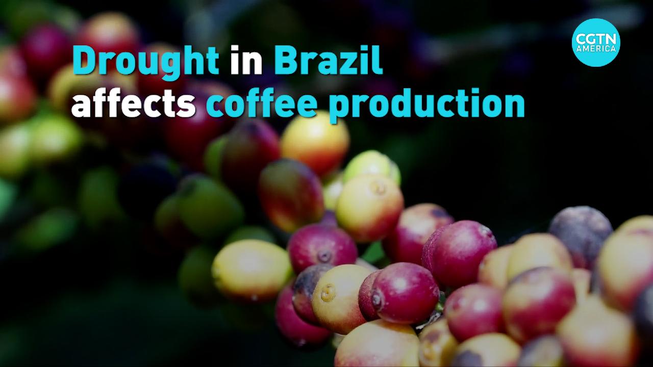 Coffee prices soar in Brazil due to drought - CGTN