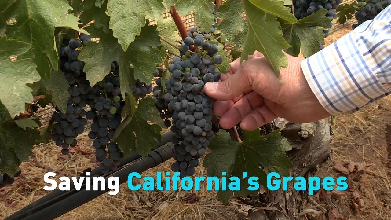 Saving California's Grapes - CGTN