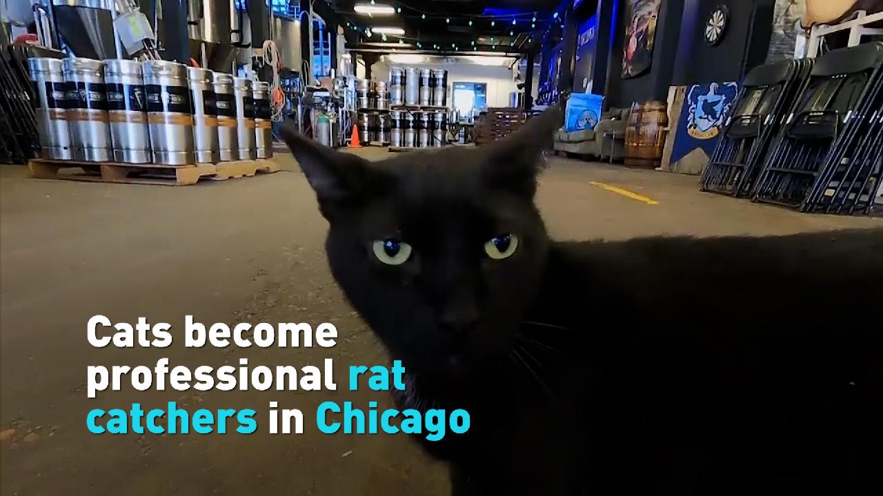 Chicago makes feral cats into professional pest controllers - CGTN
