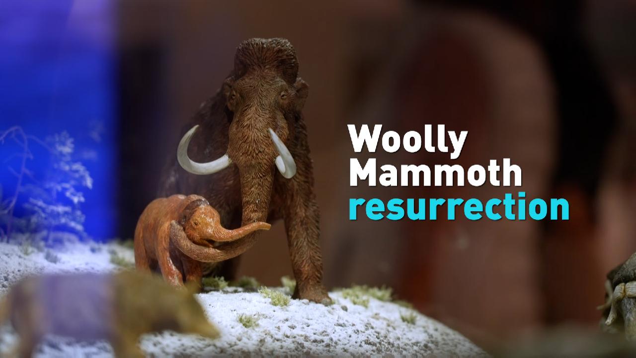Resurrecting the Woolly Mammoth - CGTN