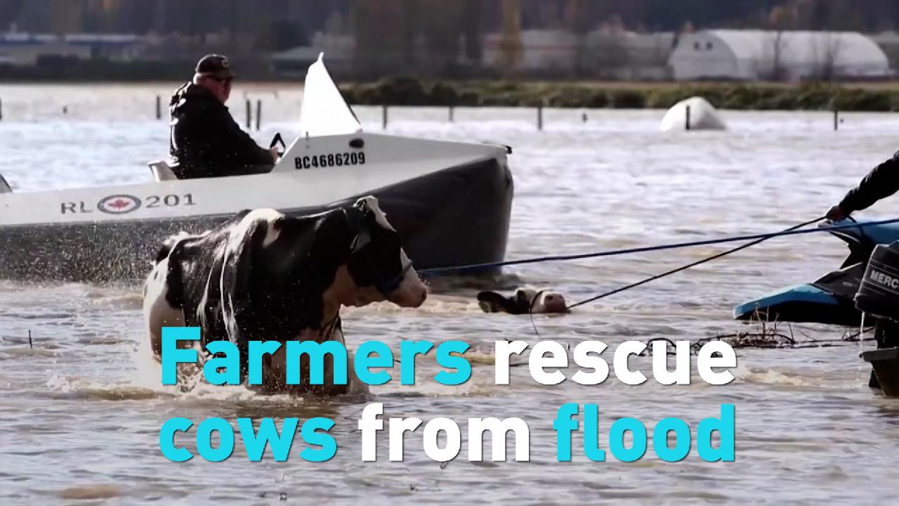 Farmers rescue cattle in flooded British Columbia - CGTN