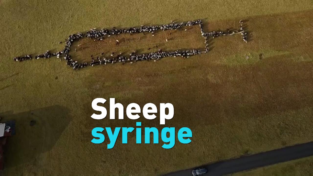 German man organizes sheep into syringe shape to promote vaccination - CGTN