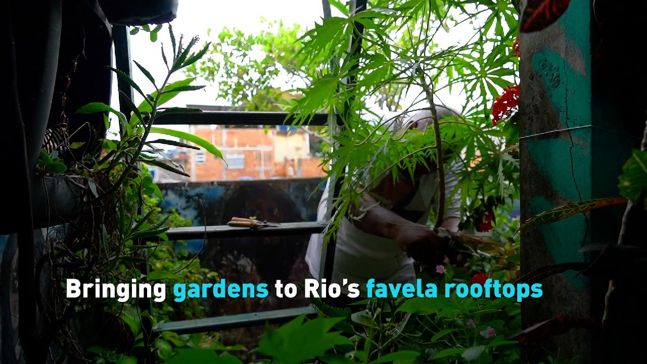 Environmentalist brings fresh garden to rooftops of Rio’s favelas - CGTN