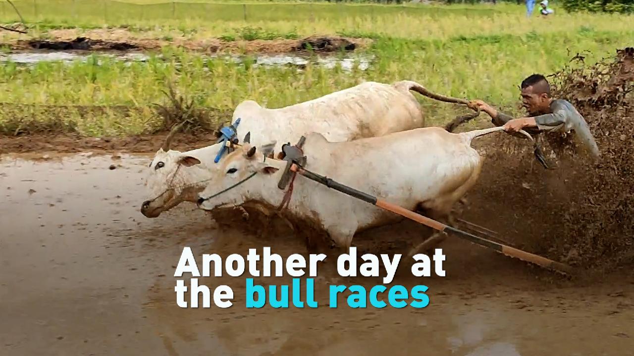 Traditional bull racing returns to Indonesia - CGTN
