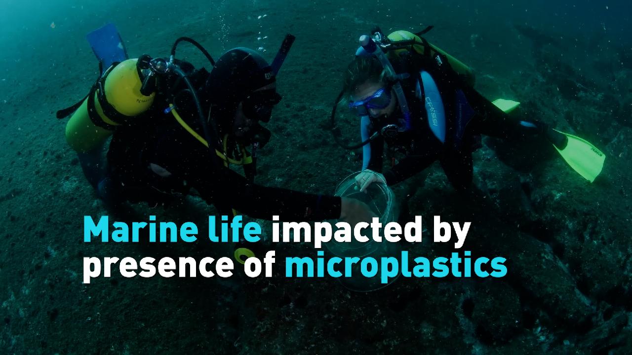 Marine life impacted by presence of microplastics - CGTN