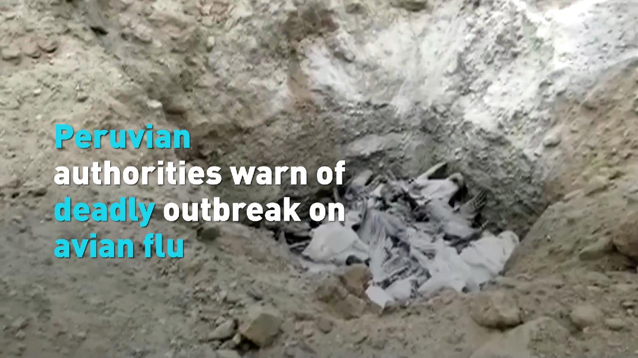 Peruvian authorities warn of deadly outbreak on avian flu - CGTN