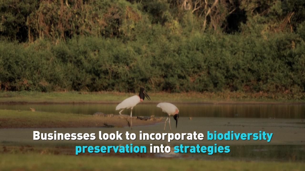 Businesses look to incorporate biodiversity into strategies - CGTN