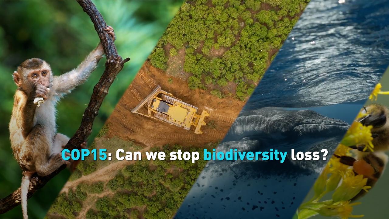 Can the world come together at COP15 to halt biodiversity loss? - CGTN