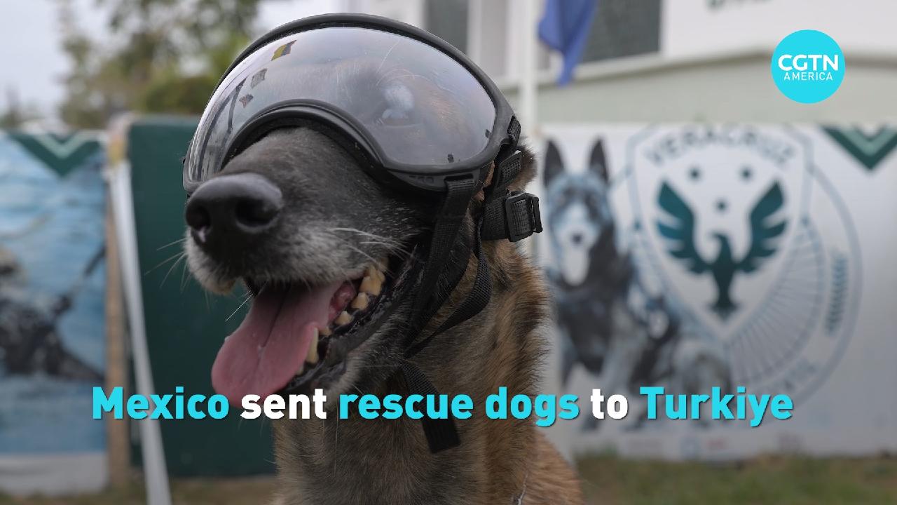 Mexico sent rescue dogs to Turkiye - CGTN
