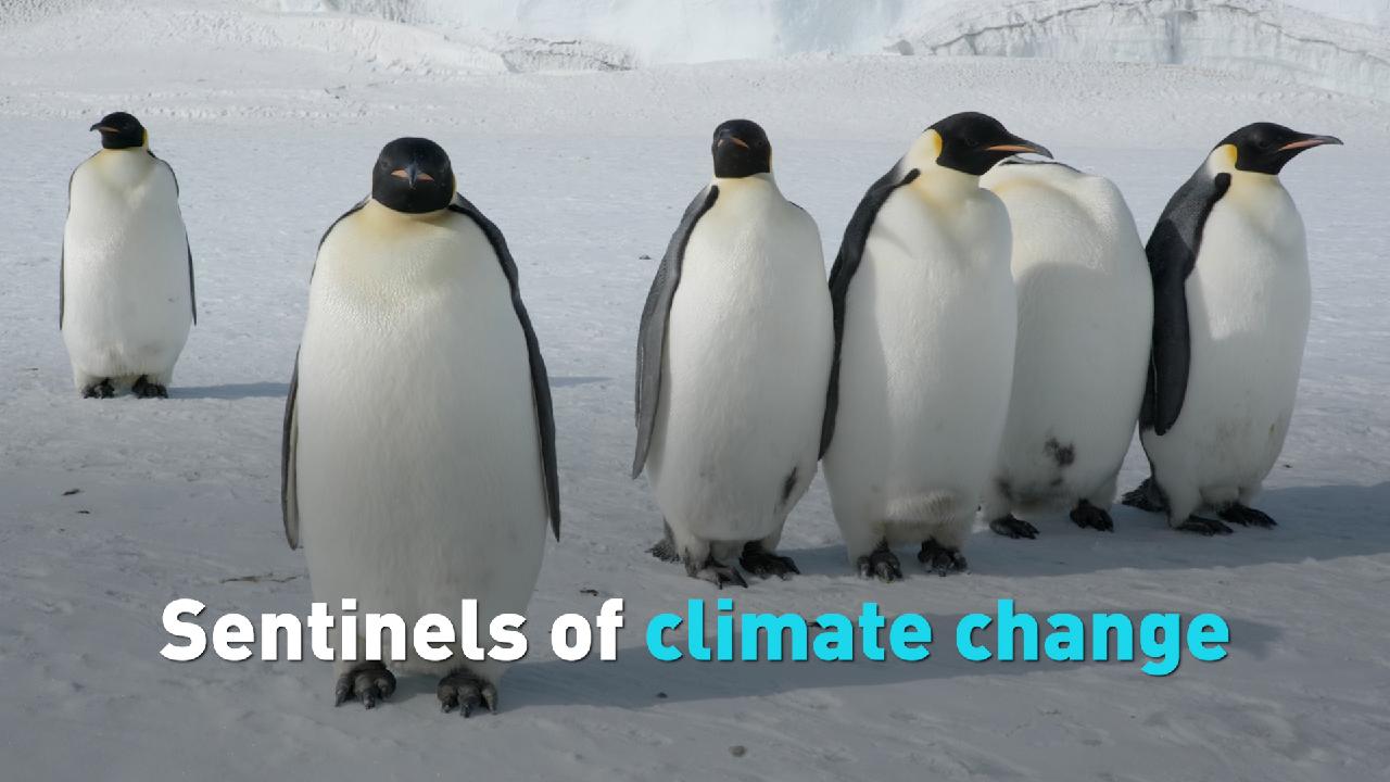 Researchers track emperor penguins to see impact of climate change - CGTN