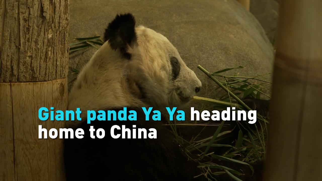 Giant panda Ya Ya heading home to China - CGTN