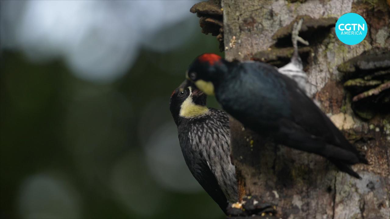 Blind bird watching initiative - CGTN