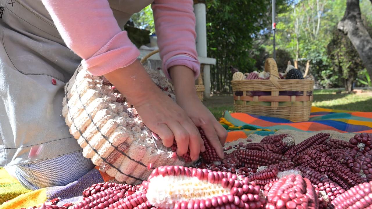 Corn farmers in Mexico adapt to climate change using traditional ...