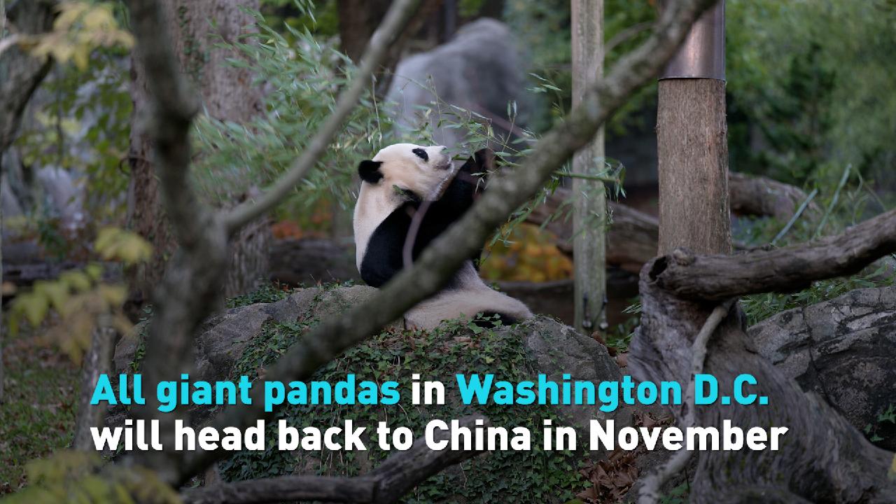 All giant pandas in Washington DC will head back to China in November ...