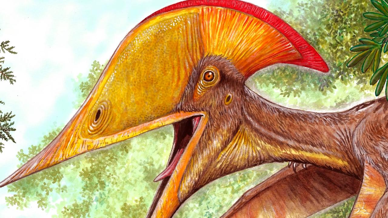 Scientists from China and Brazil uncover new species of pterosaur - CGTN