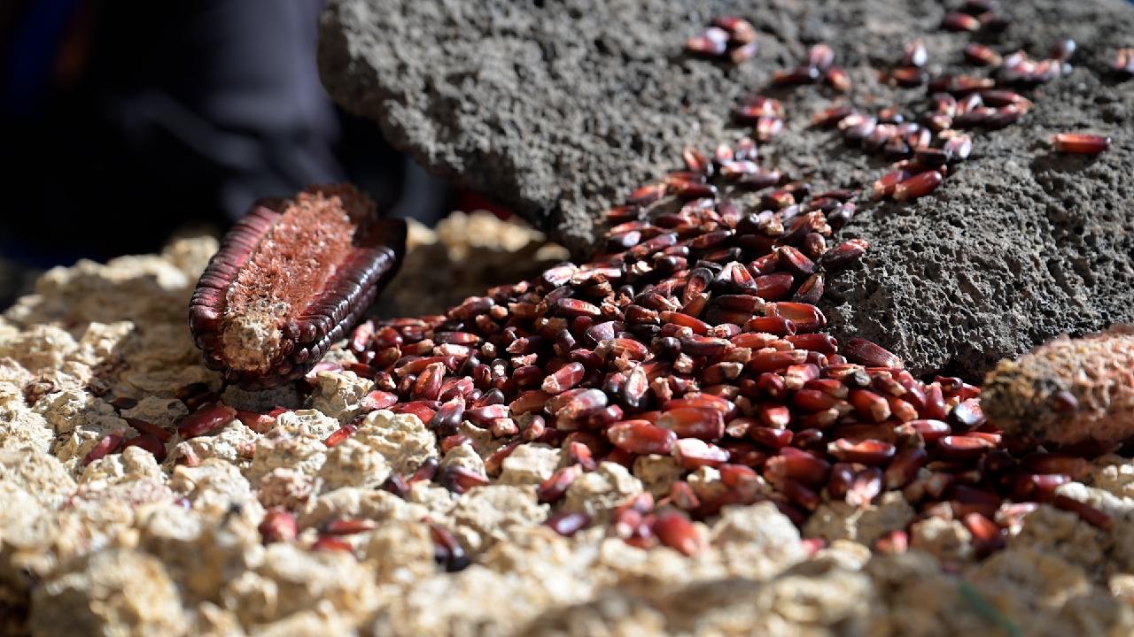 Preserving Mexico’s ancient corn varieties in the face of climate ...