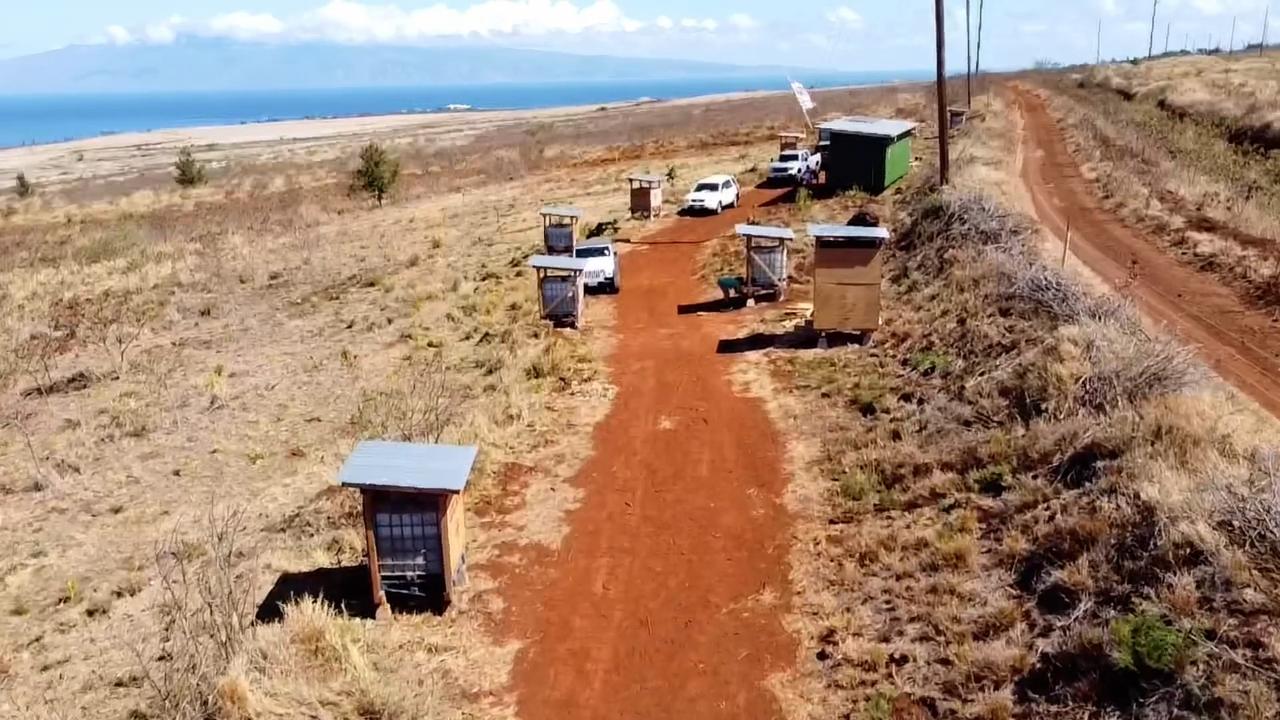 Residents seek to rebuild and reforest a year after deadly Maui fire - CGTN
