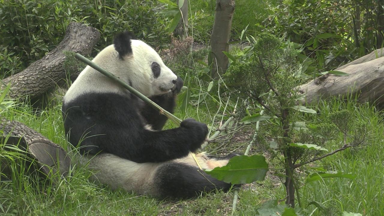 Mexico's beloved giant panda Xin Xin turns 35 - CGTN
