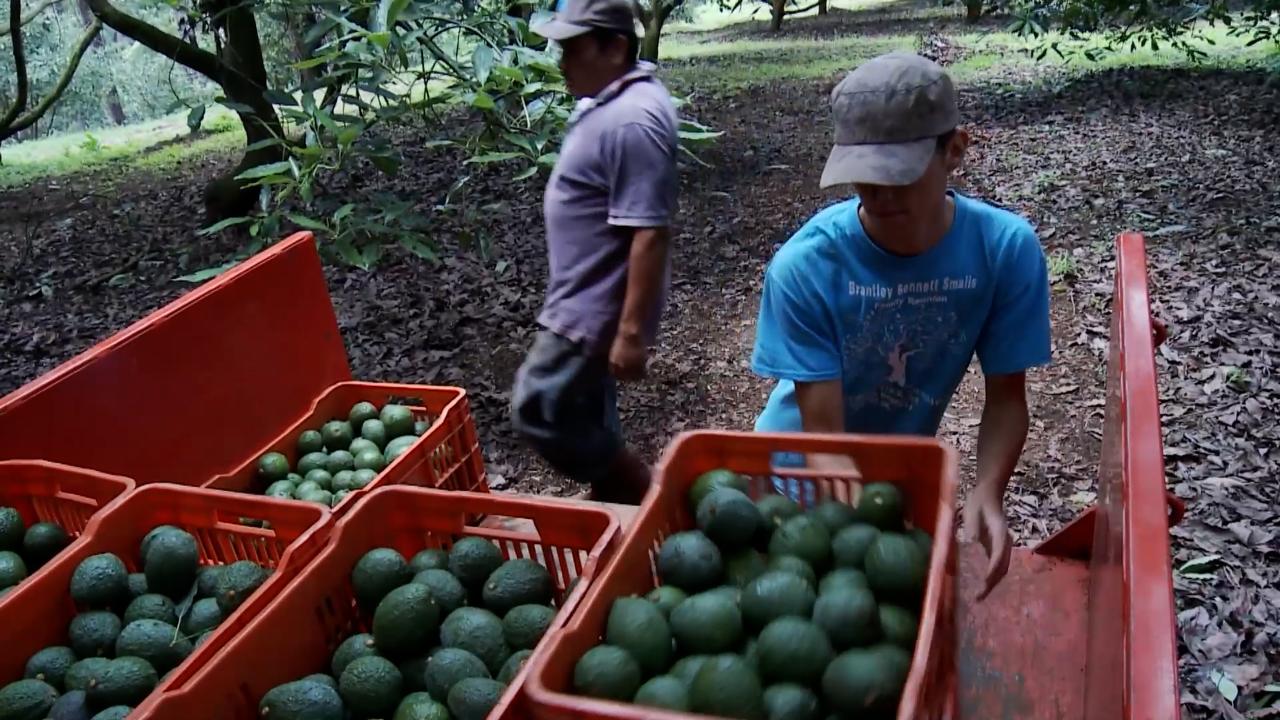 Mexican growers look at China Int'l Import Expo for trade - CGTN